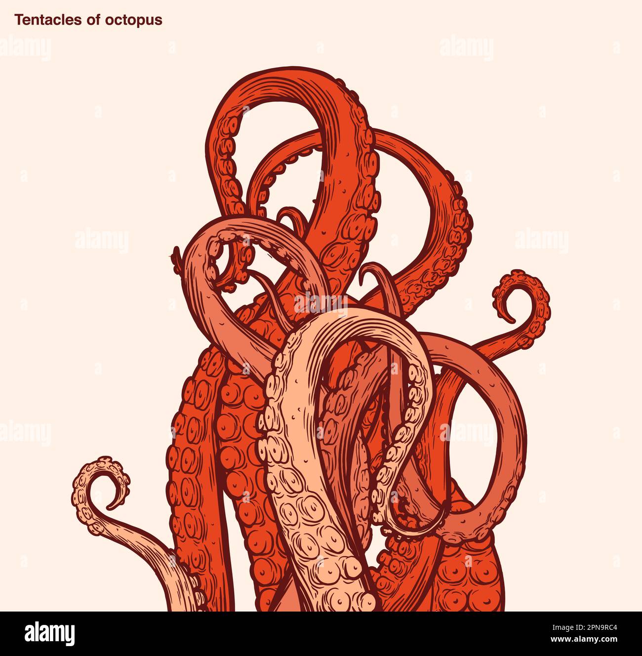 Red octopus tentacles reaching upwards, squid-like marine animal body ...