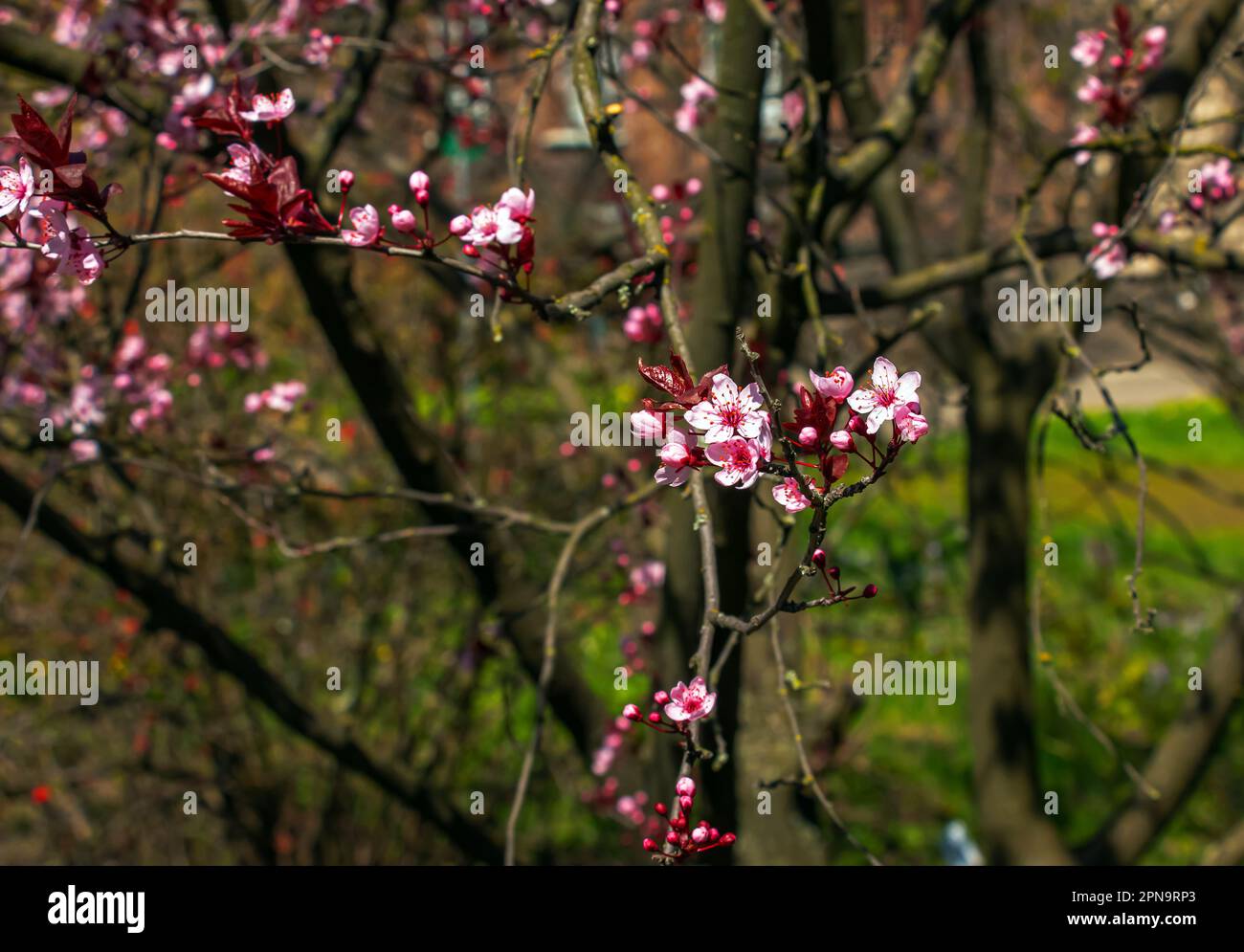 Prunus Cerasifera Pissardii Tree blossom with pink flowers. Spring twig ...