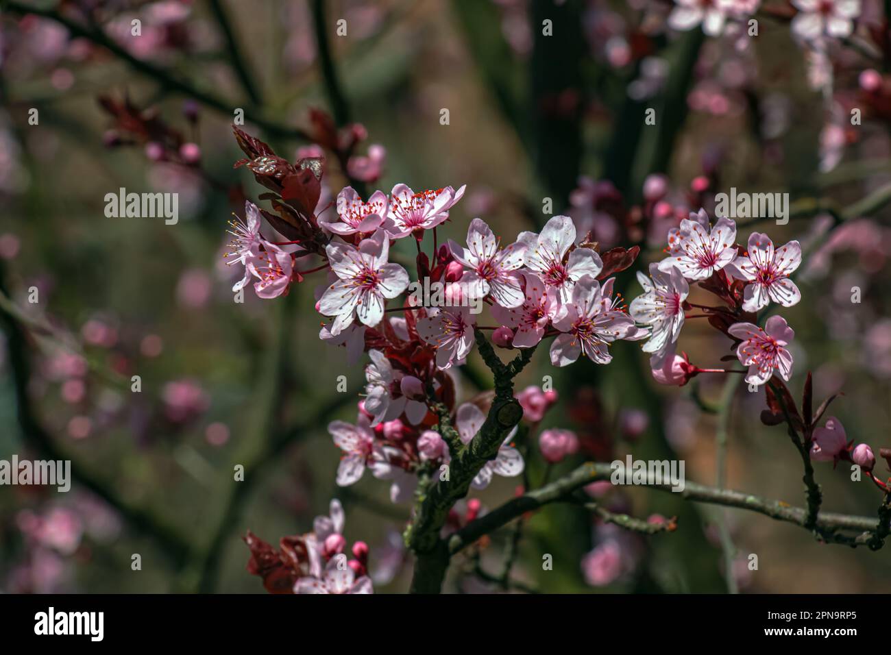 Prunus Cerasifera Pissardii Tree blossom with pink flowers. Spring twig ...