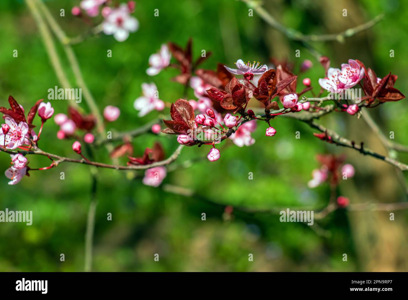 Prunus Cerasifera Pissardii Tree blossom with pink flowers. Spring twig ...
