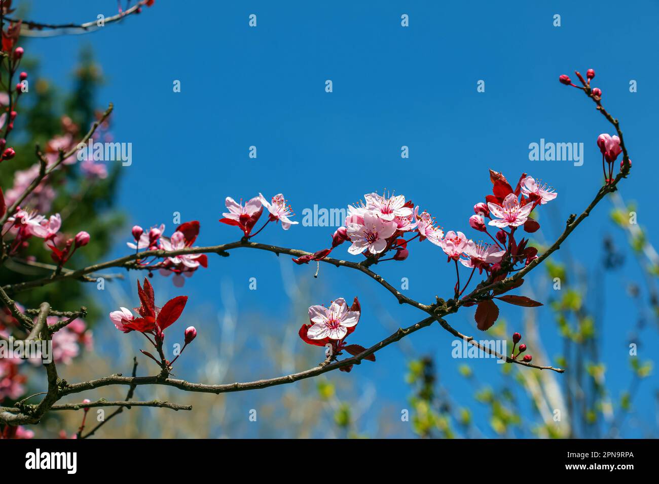 Prunus Cerasifera Pissardii Tree blossom with pink flowers. Spring twig ...