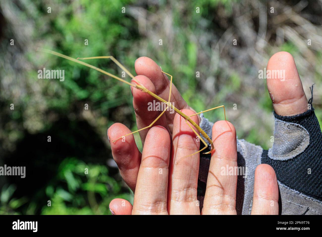 Stick insect with camouflage for among the branches. During the ...