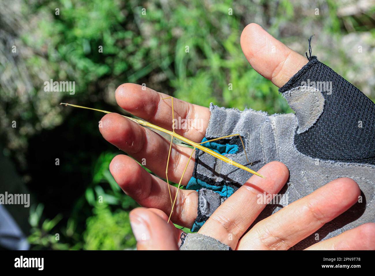 Stick insect with camouflage for among the branches. During the ...