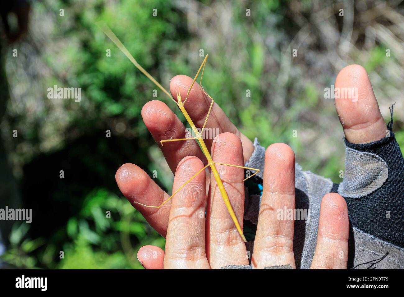 Stick insect with camouflage for among the branches. During the ...