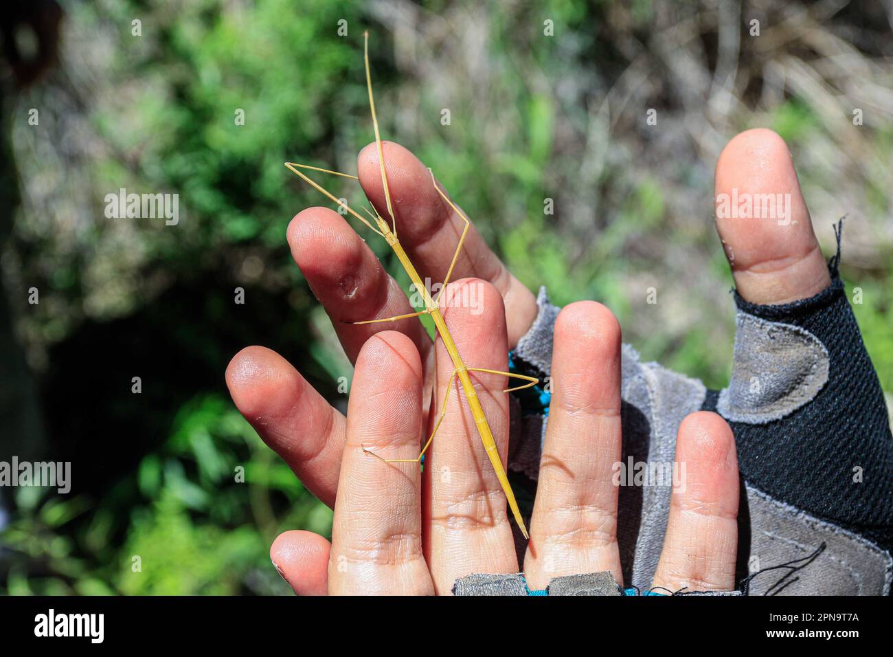 Stick insect with camouflage for among the branches. During the ...
