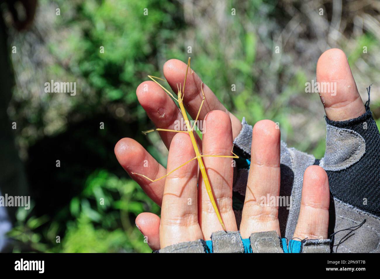 Stick insect with camouflage for among the branches. During the ...