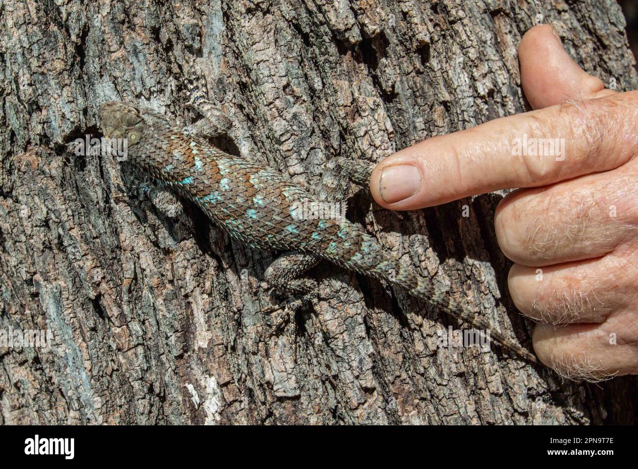 Chameleon During the expedition, biologists and scientists from MEX and ...