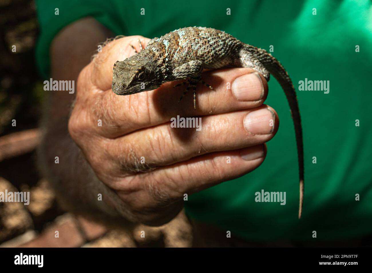 Chameleon During the expedition, biologists and scientists from MEX and ...