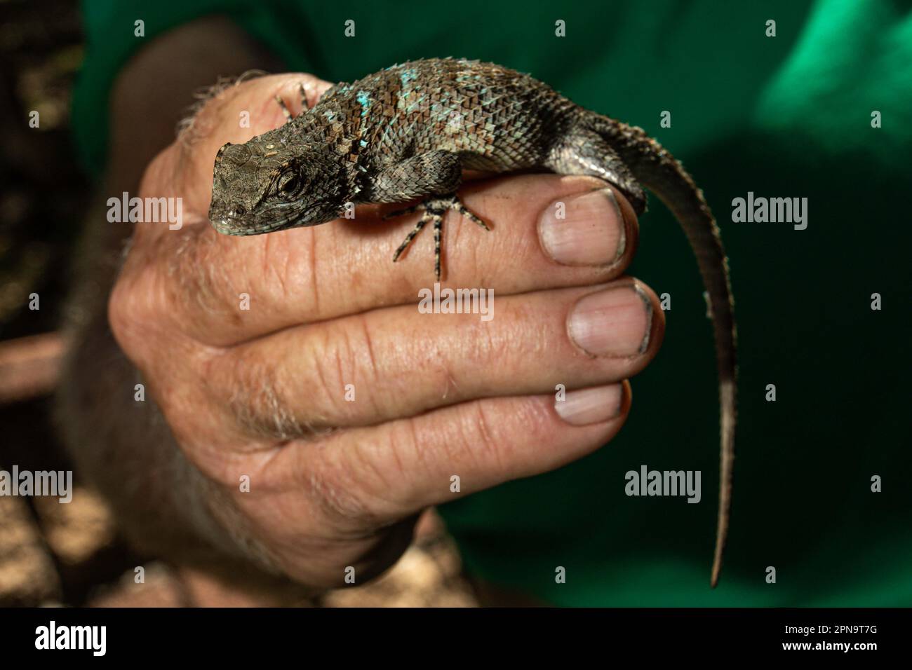 Chameleon During the expedition, biologists and scientists from MEX and ...