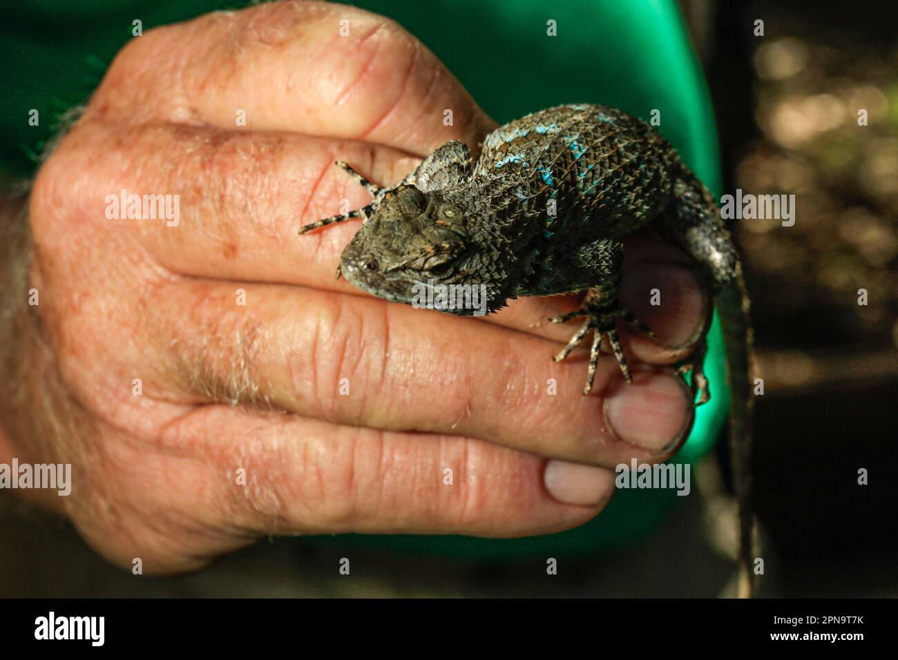 Chameleon During the expedition, biologists and scientists from MEX and ...