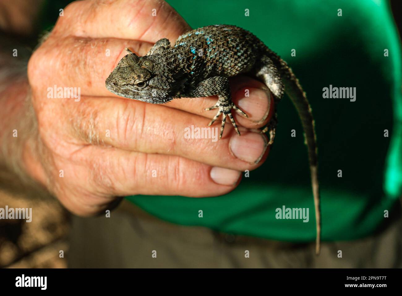 Chameleon During the expedition, biologists and scientists from MEX and ...