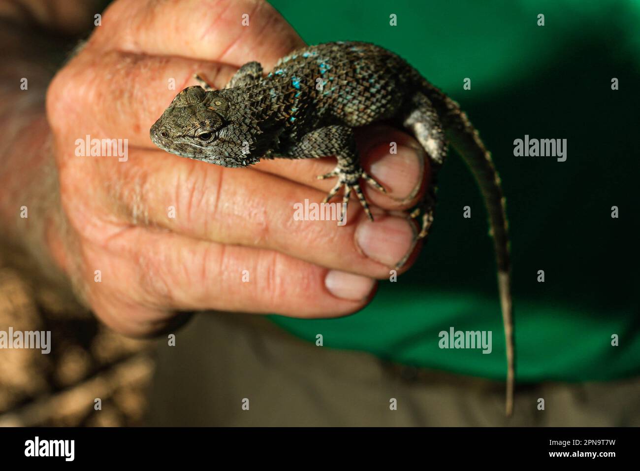 Chameleon During the expedition, biologists and scientists from MEX and ...