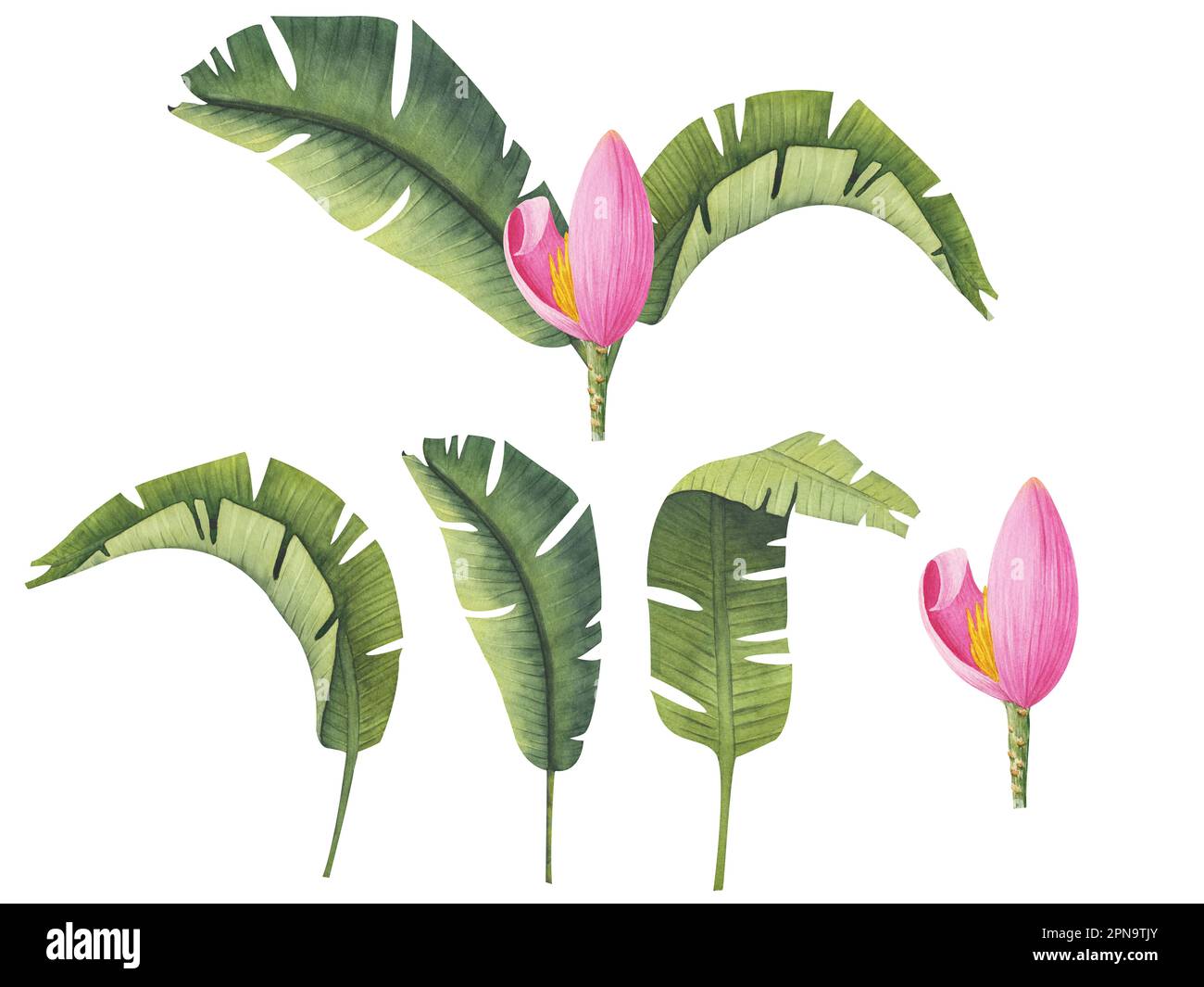 Banana Leaf Clipart at David Delarosa blog
