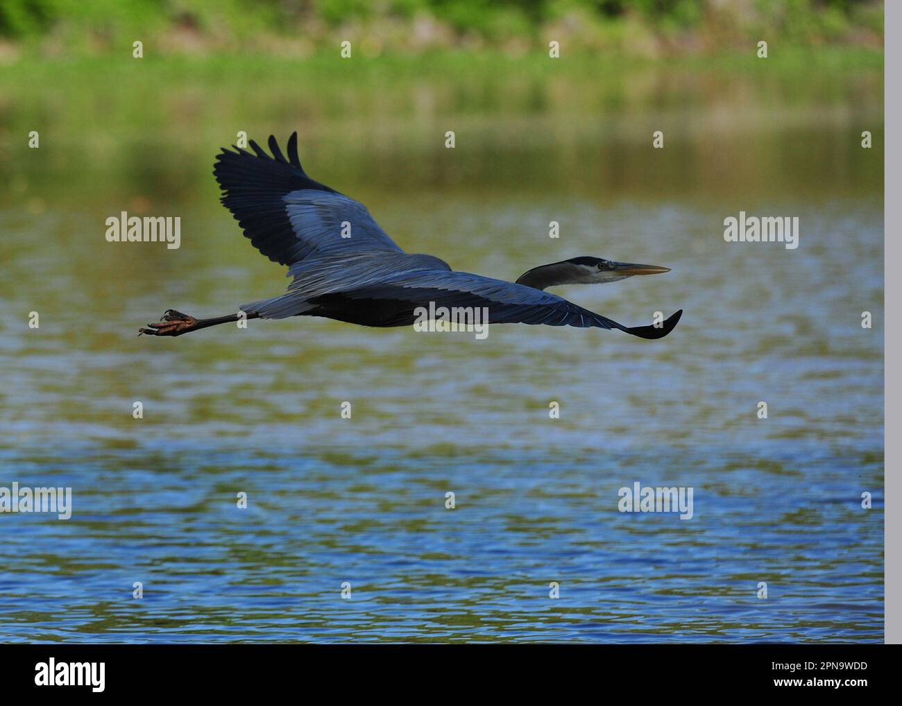Great Blue Heron flying low over water Stock Photo - Alamy