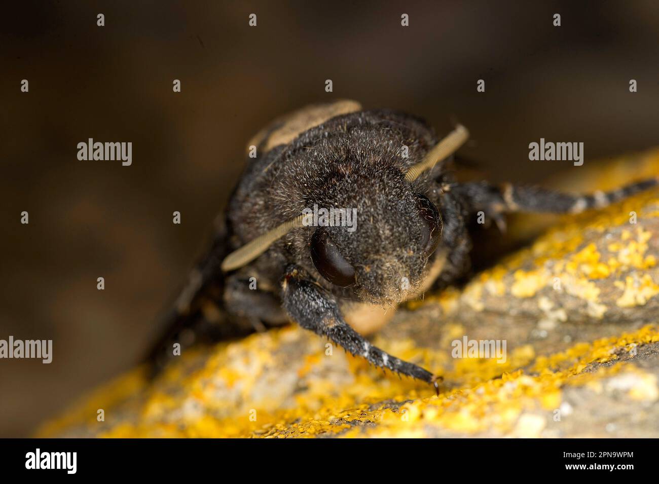 Invertebrati terrestri hi-res stock photography and images - Alamy