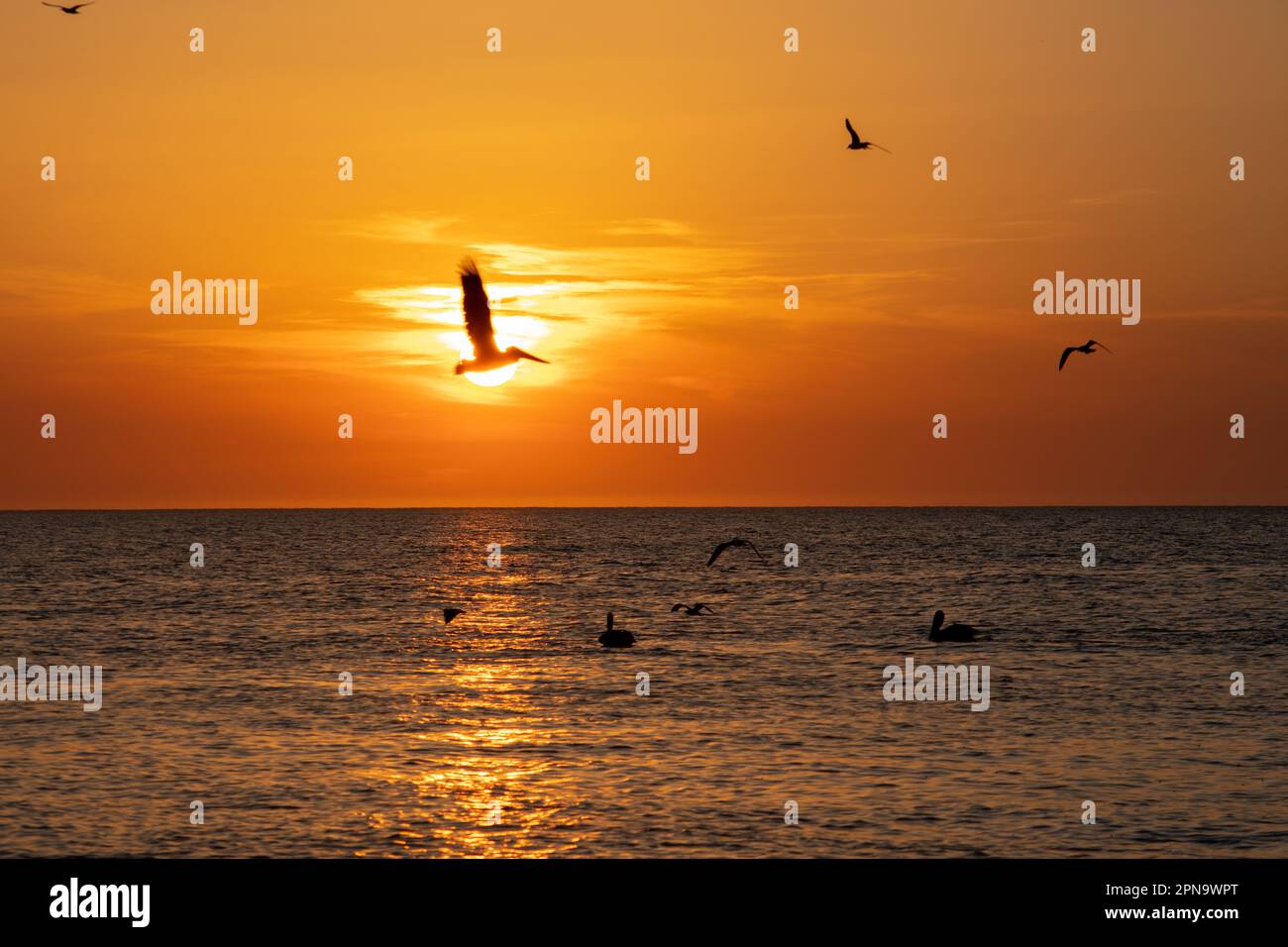 Scenic beauty of sunset with birds hi-res stock photography and images ...