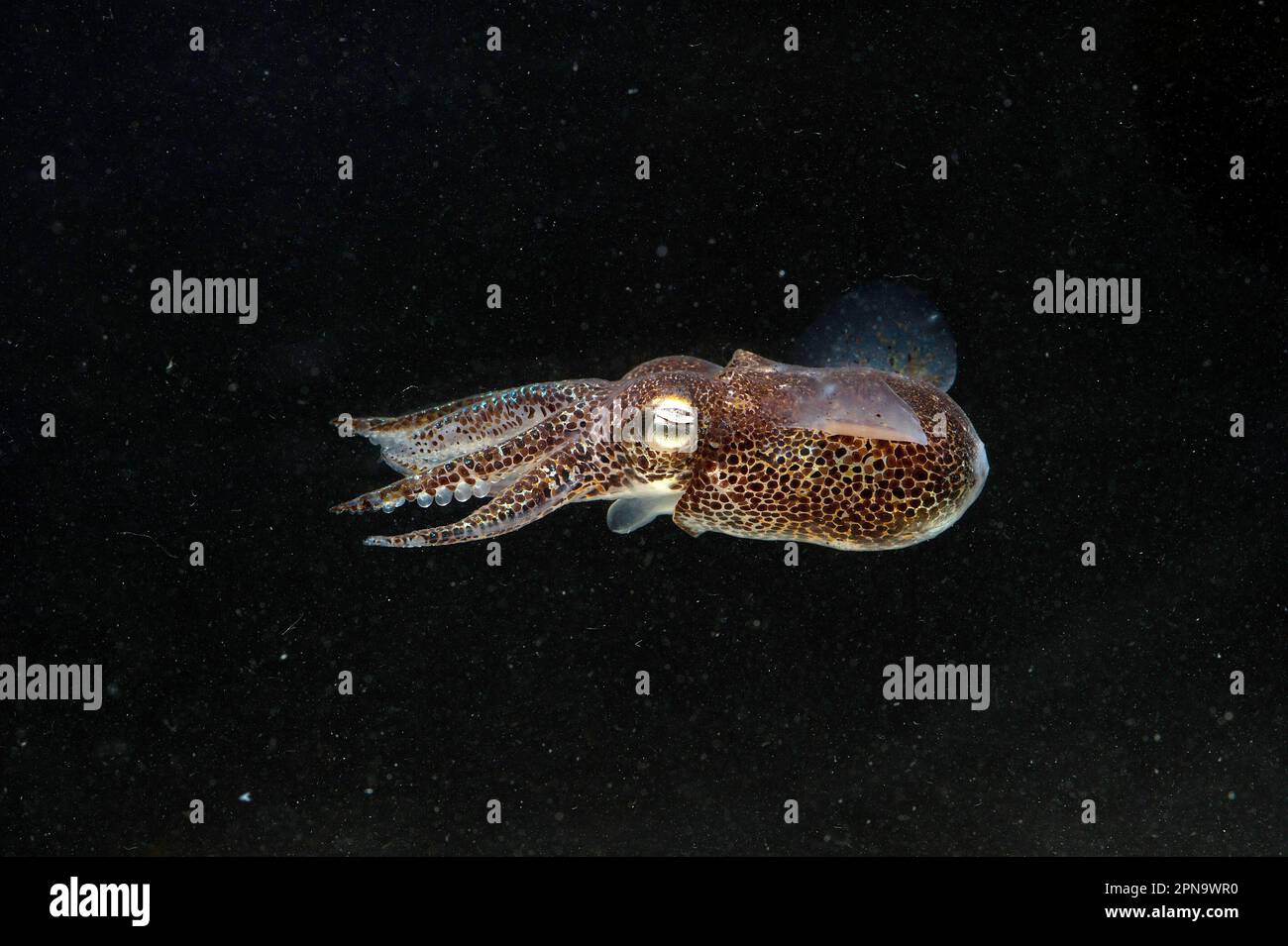 Seppiola, Cuttlefish (Sepiola sp) Capo Caccia. Alghero. Sardegna ...