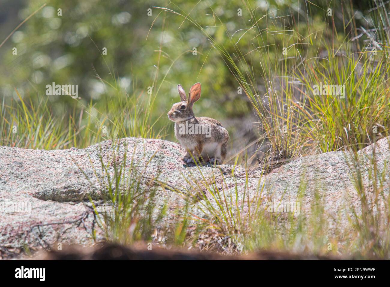 A wild or free-living rabbit. During the expedition, biologists and ...
