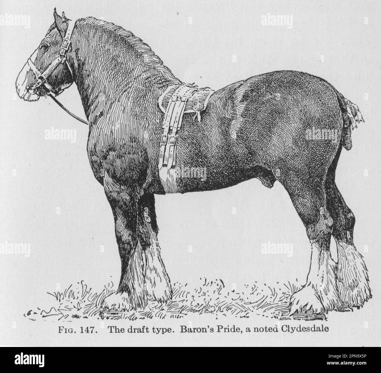Draft horse Black and White Stock Photos & Images - Alamy