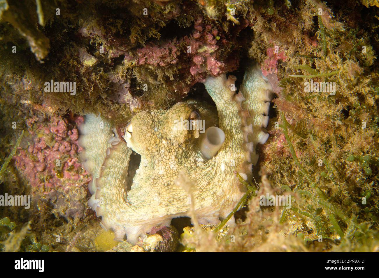 Devilfish (Octopus vulgaris). Polpo sulla tana. Capo Caccia. Alghero ...