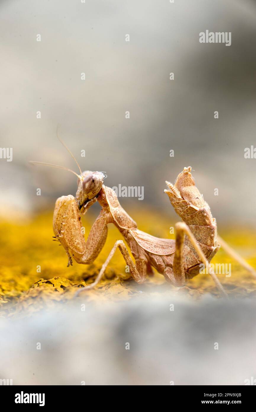 Mantis prayer hi-res stock photography and images - Alamy