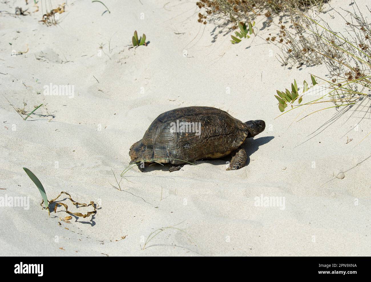 Testuggine marginata, Testudo marginata. Isola di La Maddalena. OT ...