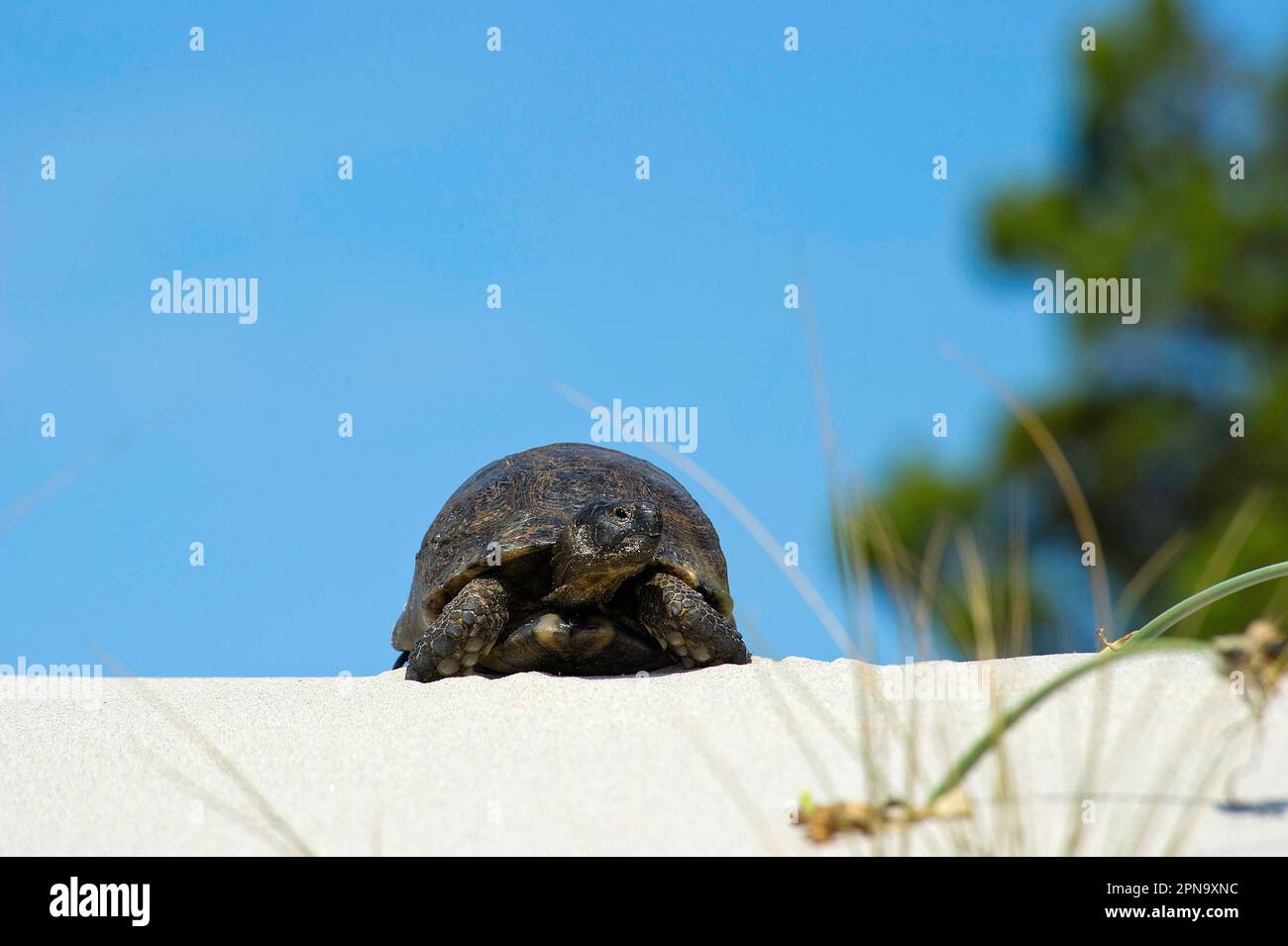Testuggine marginata, Testudo marginata. Isola di La Maddalena. OT ...