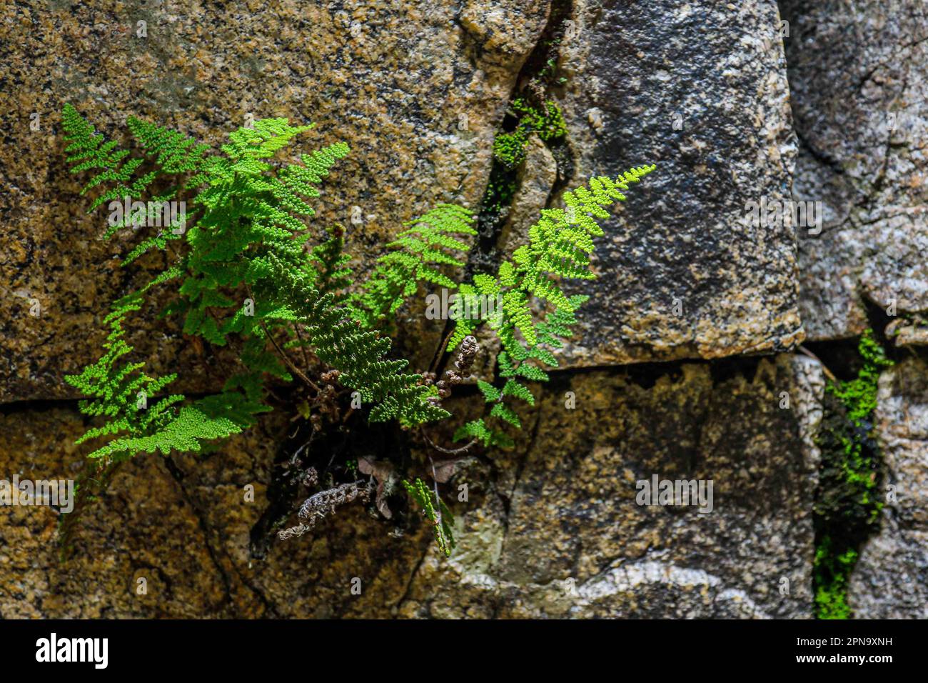 elect. ferns pinnate vascular plants with circinate prefoliation ...