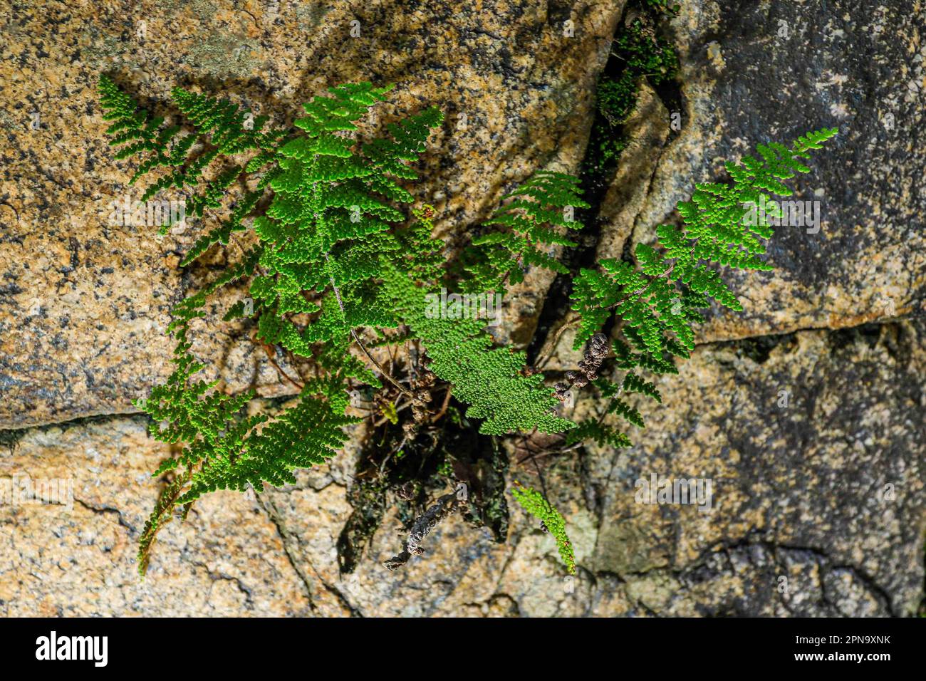elect. ferns pinnate vascular plants with circinate prefoliation ...
