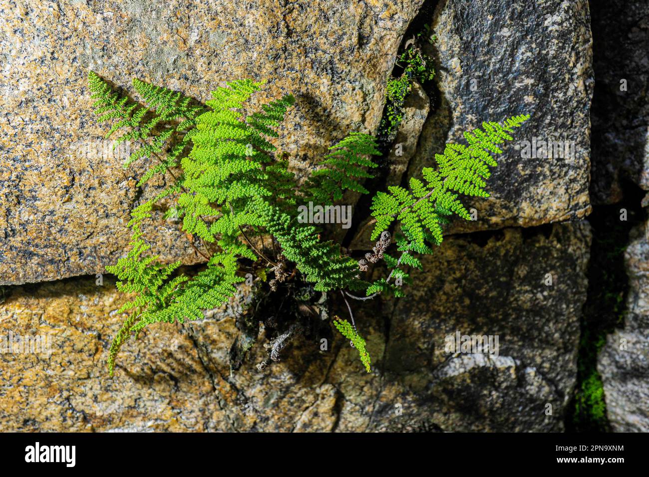 elect. ferns pinnate vascular plants with circinate prefoliation ...
