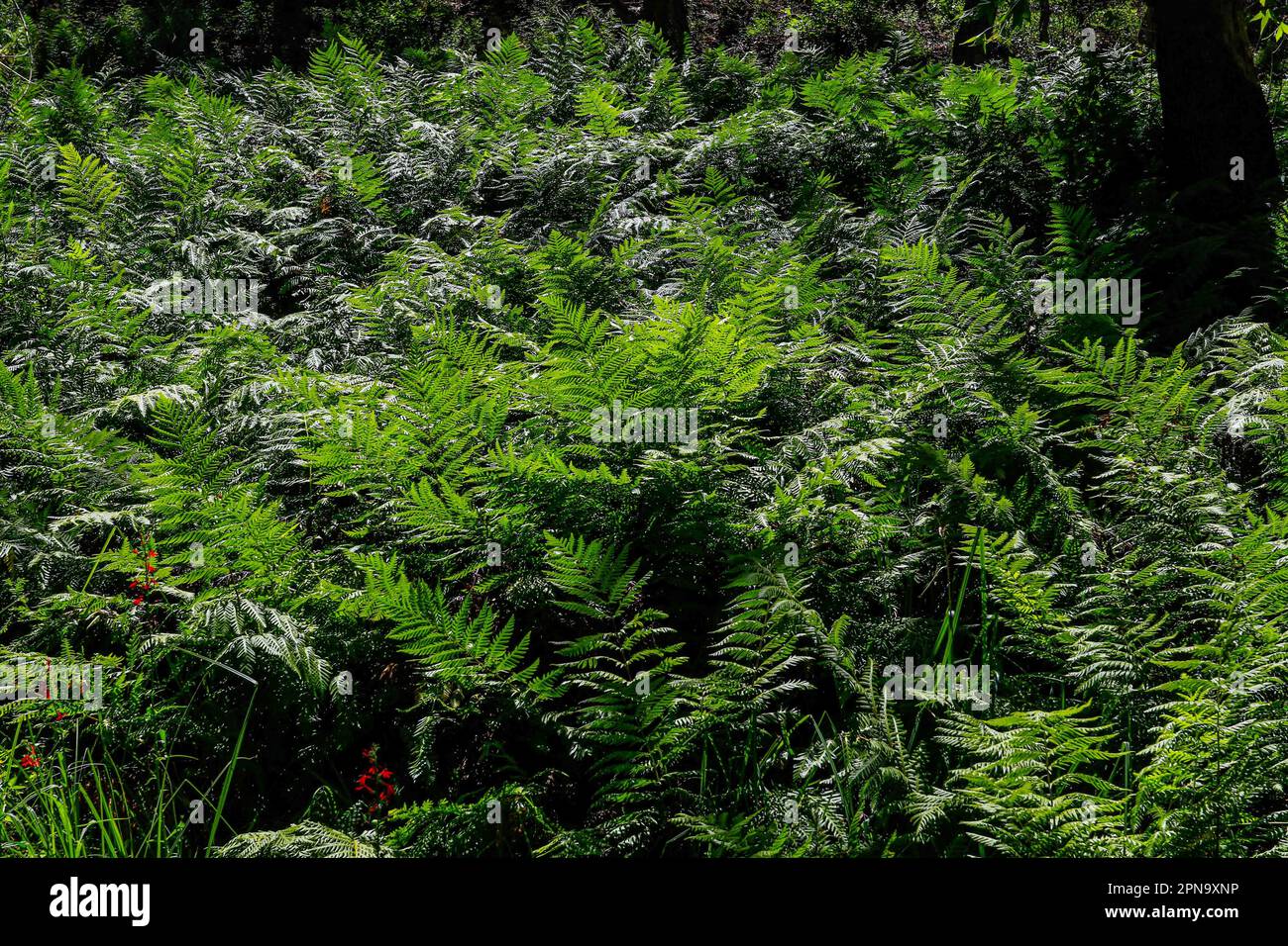 elect. ferns pinnate vascular plants with circinate prefoliation ...