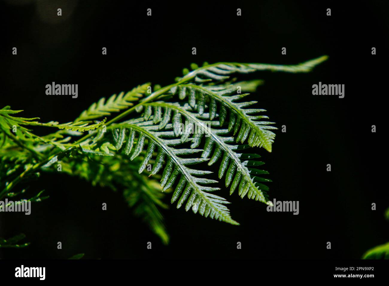 elect. ferns pinnate vascular plants with circinate prefoliation ...