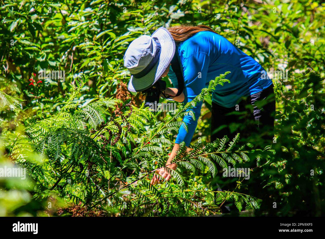elect. ferns pinnate vascular plants with circinate prefoliation ...