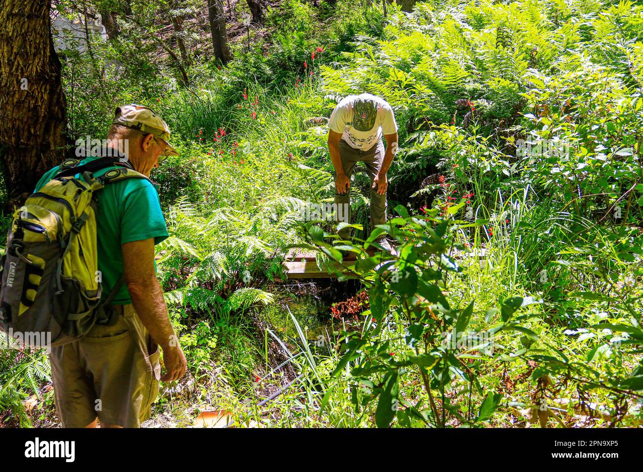 elect. ferns pinnate vascular plants with circinate prefoliation ...