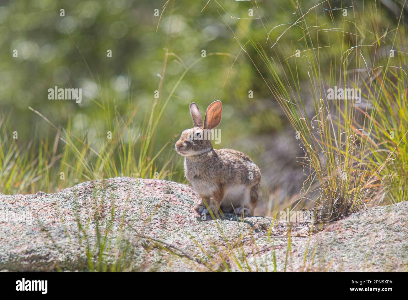 A wild or free-living rabbit. During the expedition, biologists and ...
