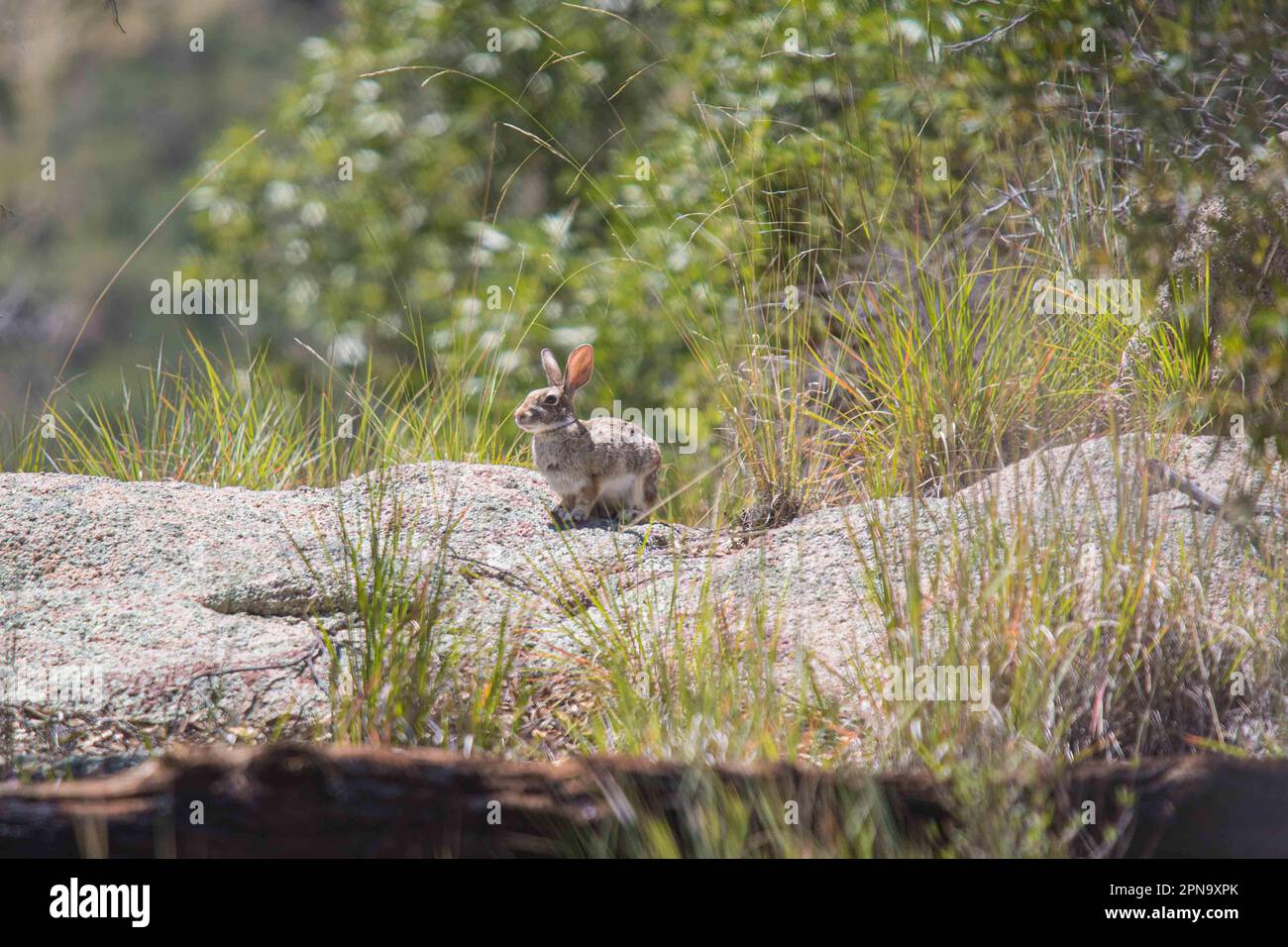 A wild or free-living rabbit. During the expedition, biologists and ...