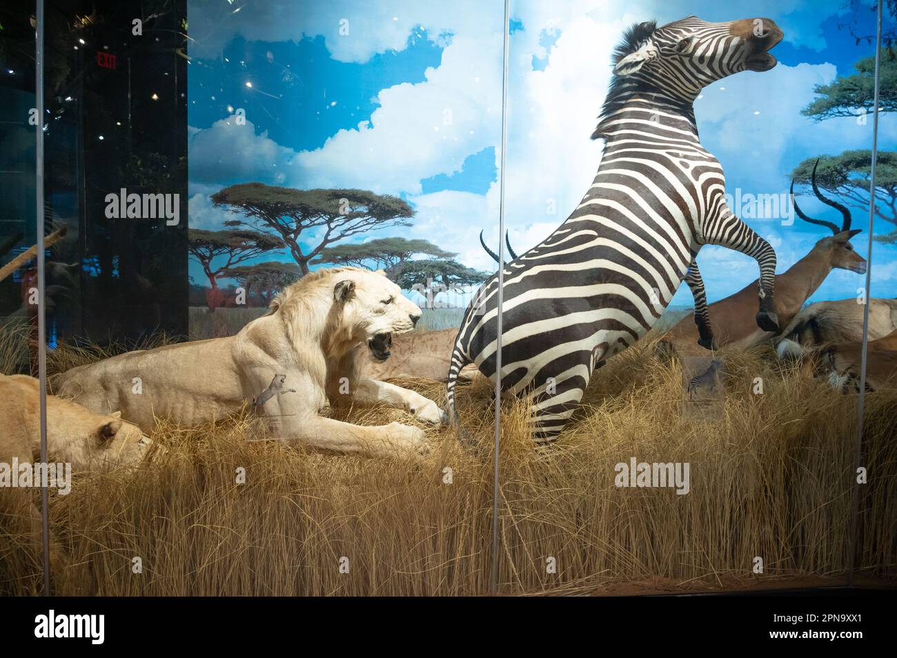 Houston, Texas - April 7, 2023: Exhibits at the Houston Museum of ...
