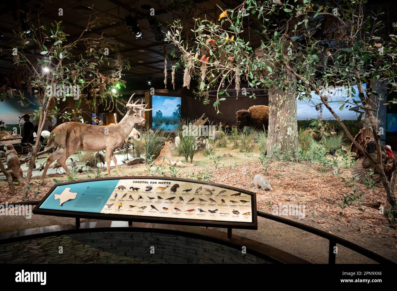 Houston, Texas - April 7, 2023: Exhibits at the Houston Museum of ...