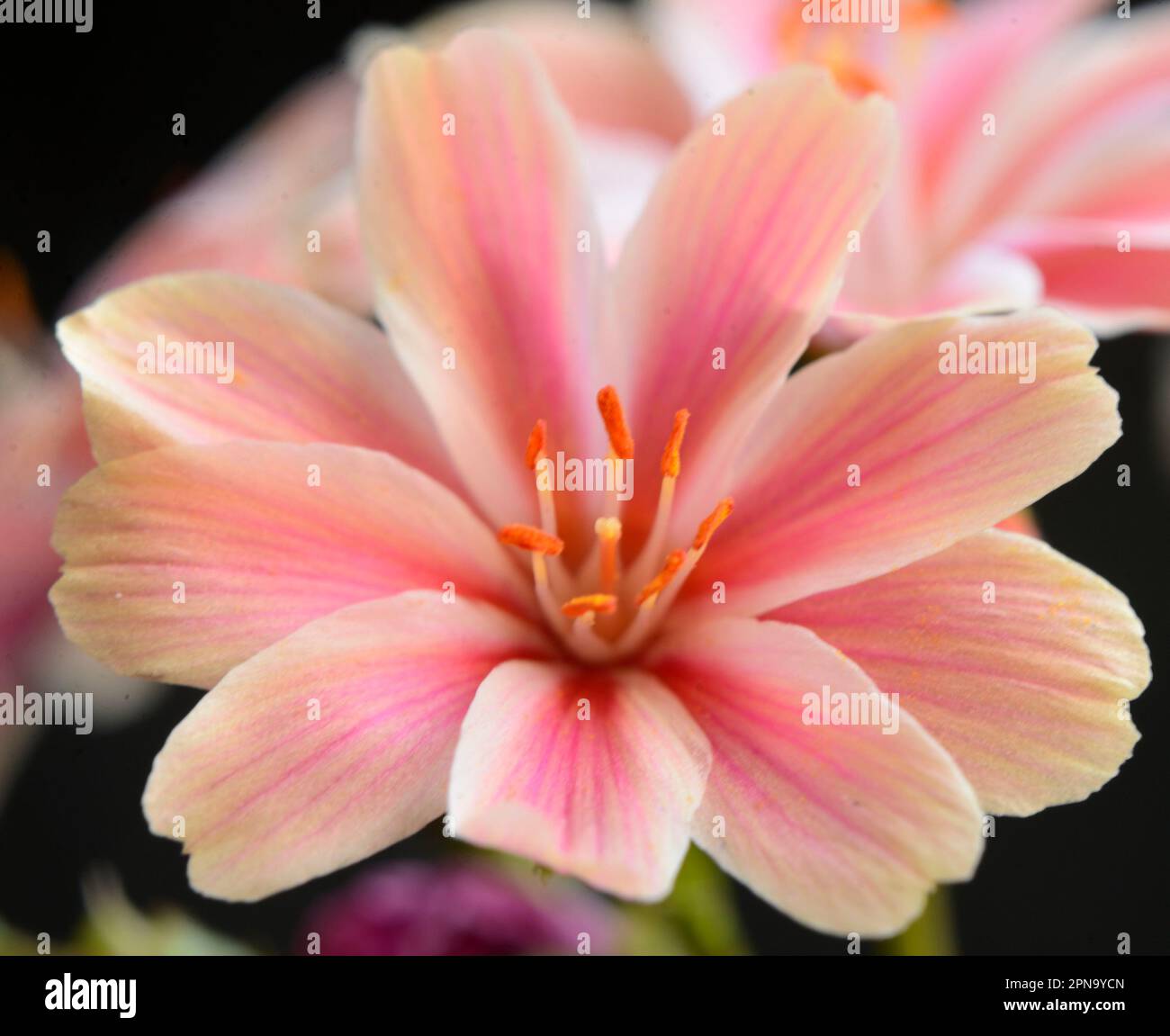 Pink and white Bitterroot (Lewisia cotyledon) flower Stock Photo - Alamy