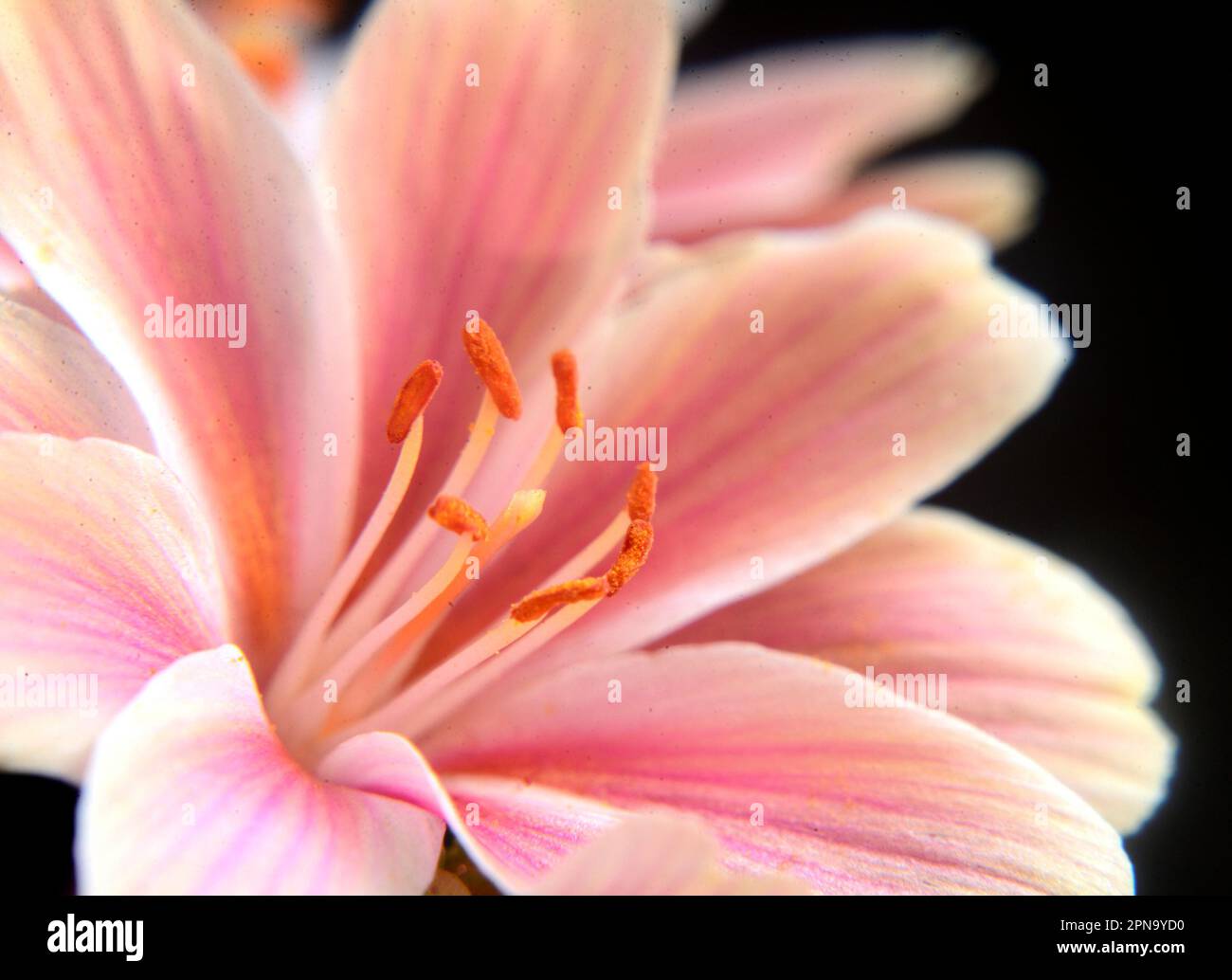 Pink and white Bitterroot (Lewisia cotyledon) flower Stock Photo - Alamy