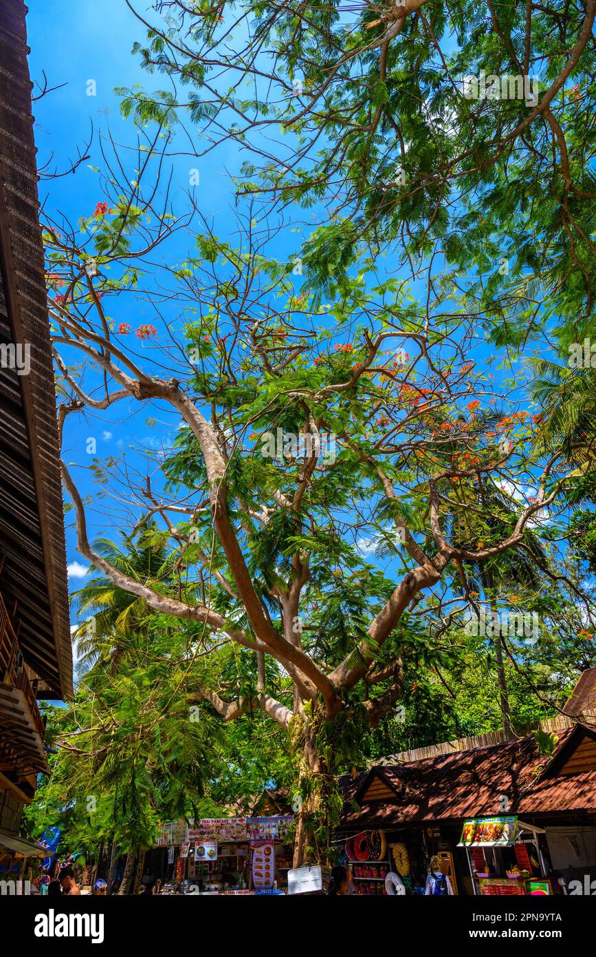KRABI, THAILAND- MARCH 2018: Blossoming tropical tree Royal Poinciana ...