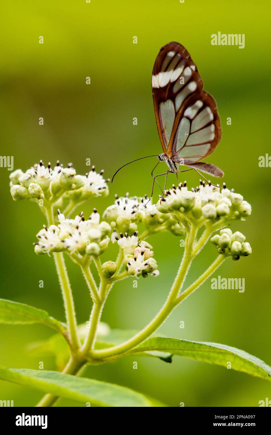 Costa rican tropical butterfly hi-res stock photography and images - Alamy