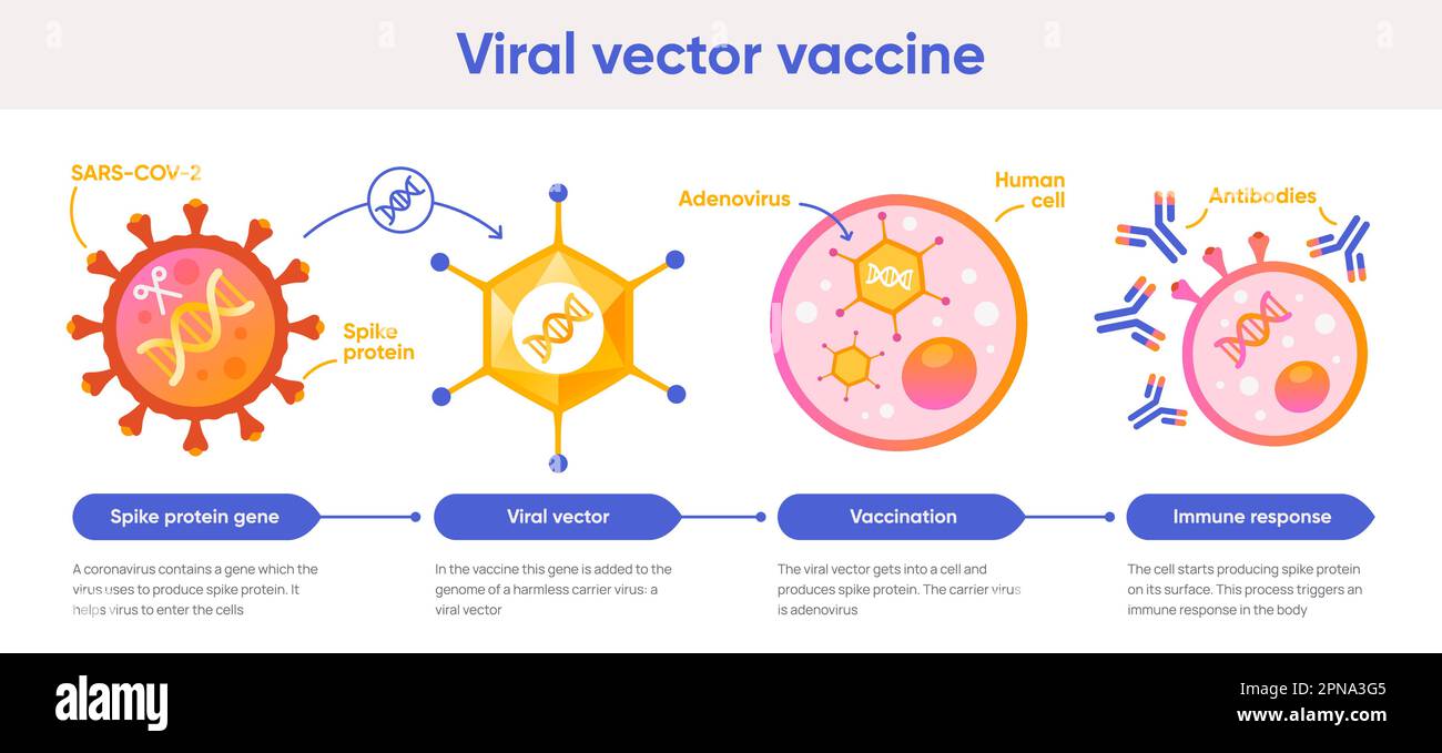 Viral vector vaccine Stock Vector Image & Art - Alamy