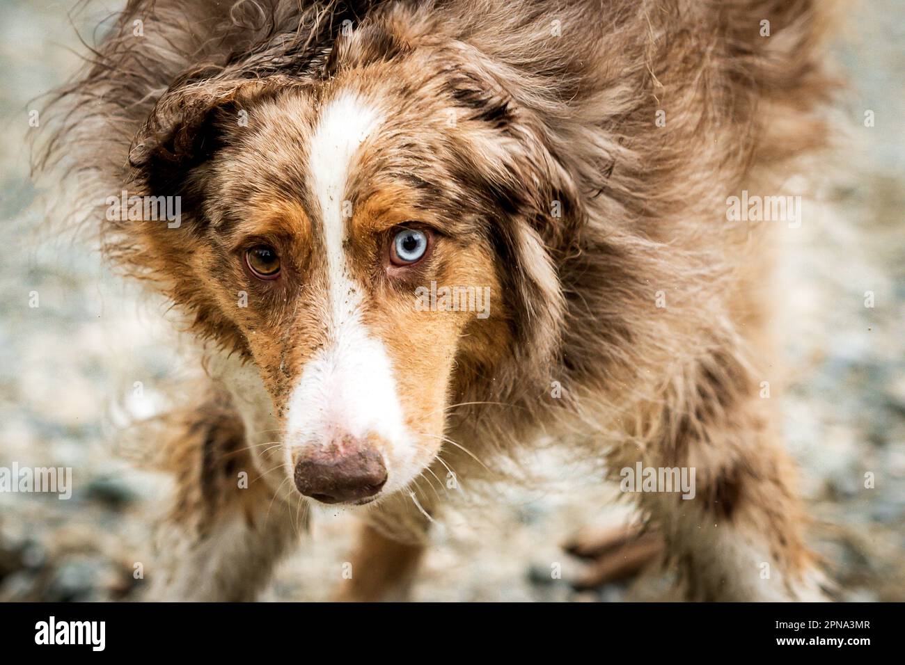 spooked looking dog stare Stock Photo - Alamy