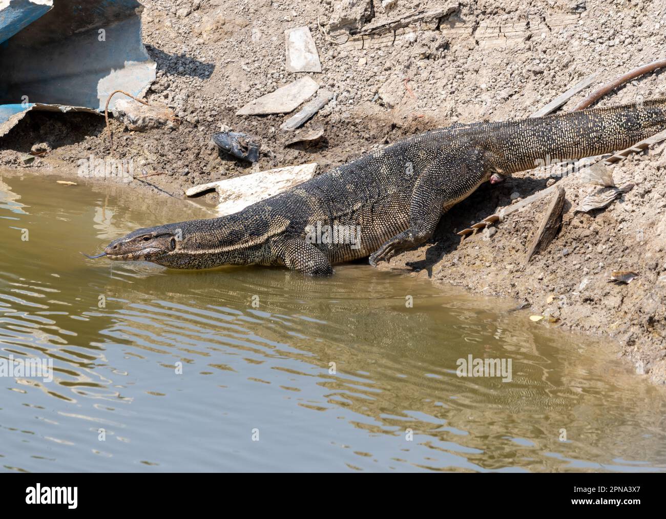 The water monitor (Varanus salvator) enters the water, Thailand Stock ...