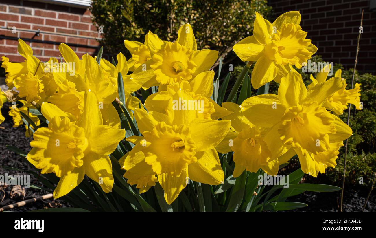 Daffodil green yellow petals hi-res stock photography and images - Alamy