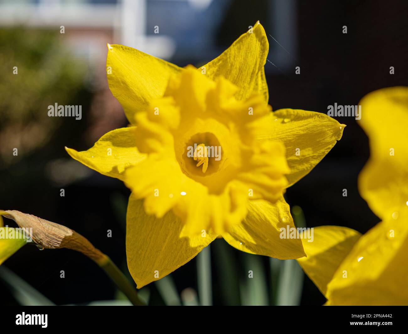 Daffodil stem hi-res stock photography and images - Alamy