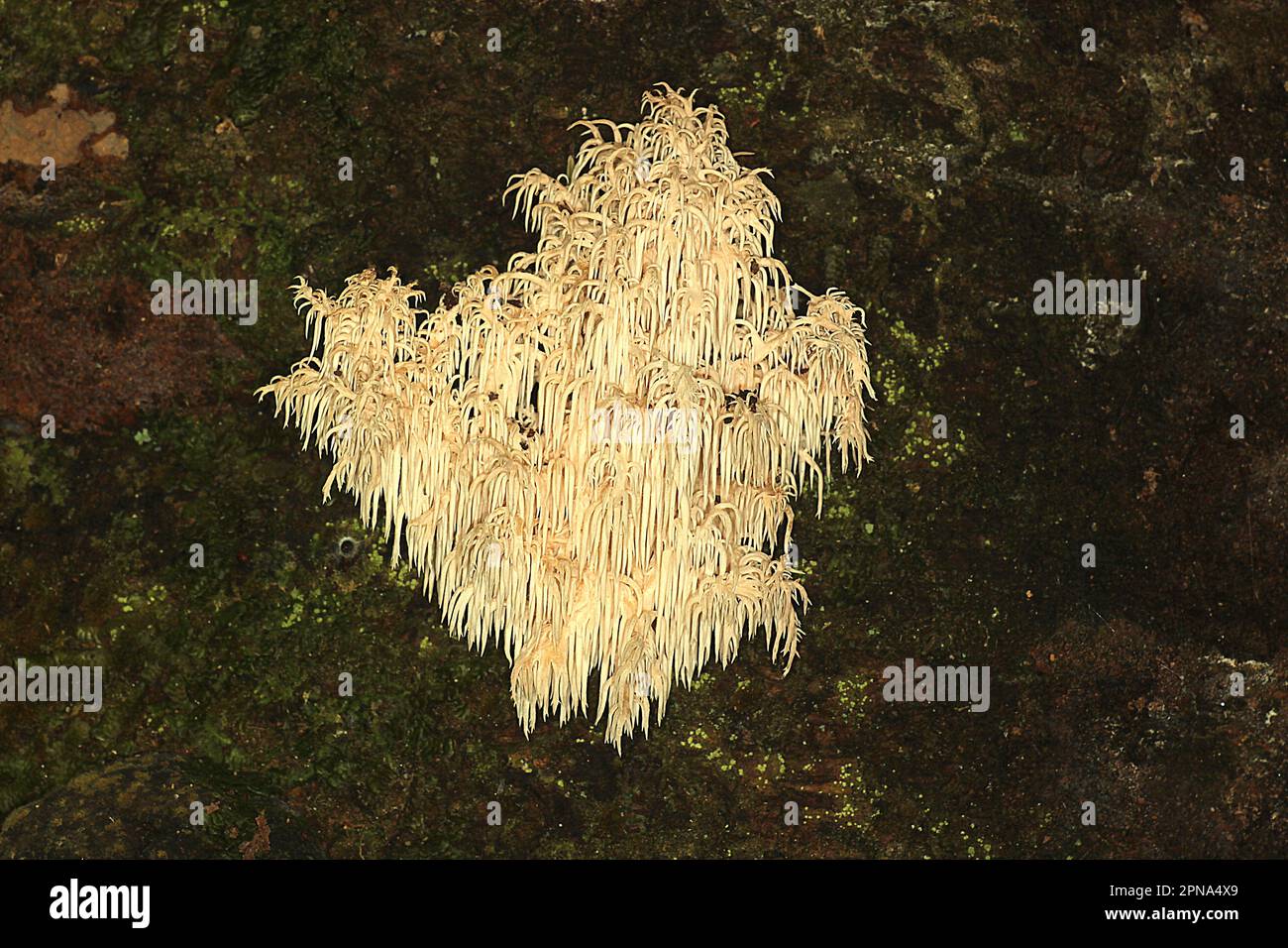 Rat-tail coral tooth fungus (Hericium novae-zealandiae Stock Photo - Alamy