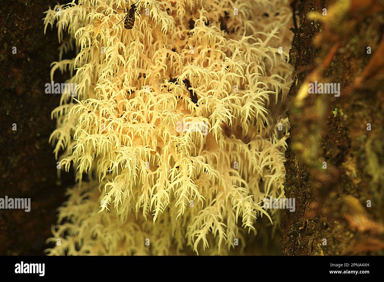 Rat-tail coral tooth fungus (Hericium novae-zealandiae Stock Photo - Alamy