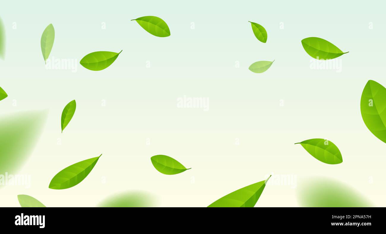 Green tea vector background mint eco illustration. Organic green tea ...